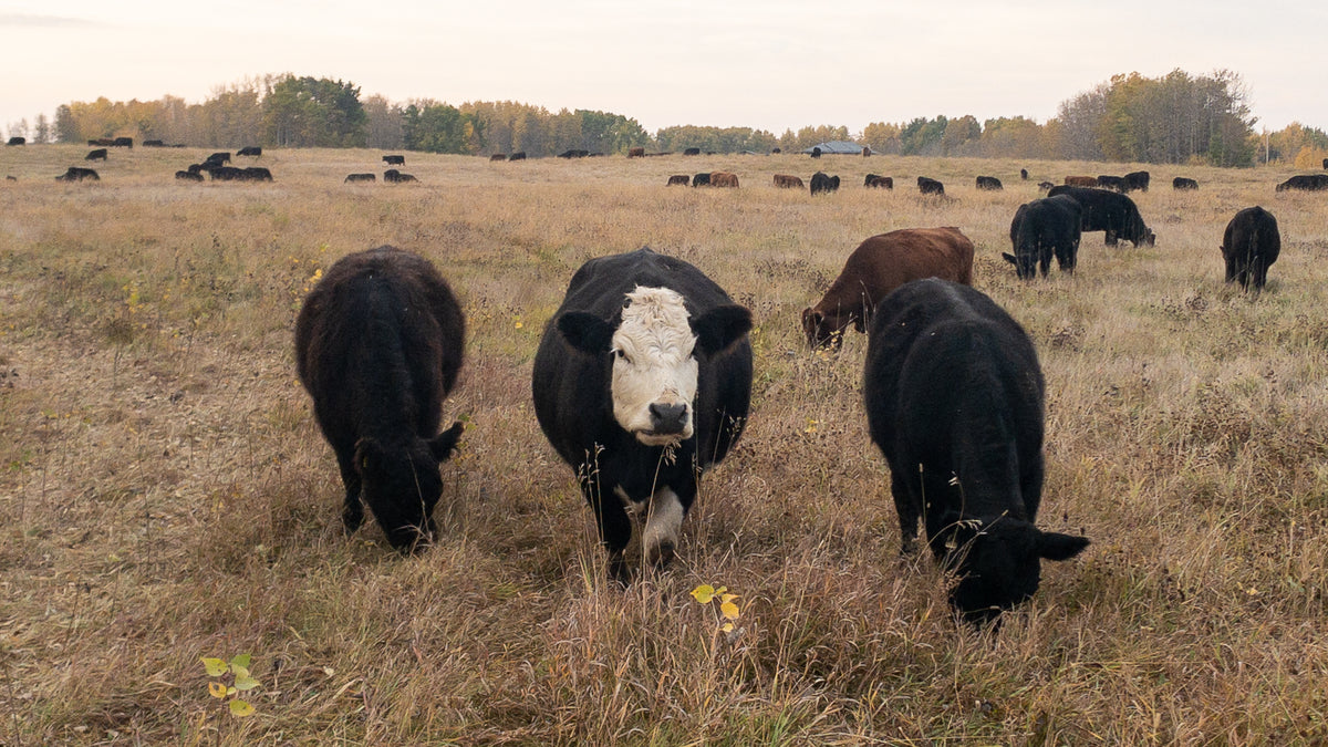 October Grazing! – HovenFarms